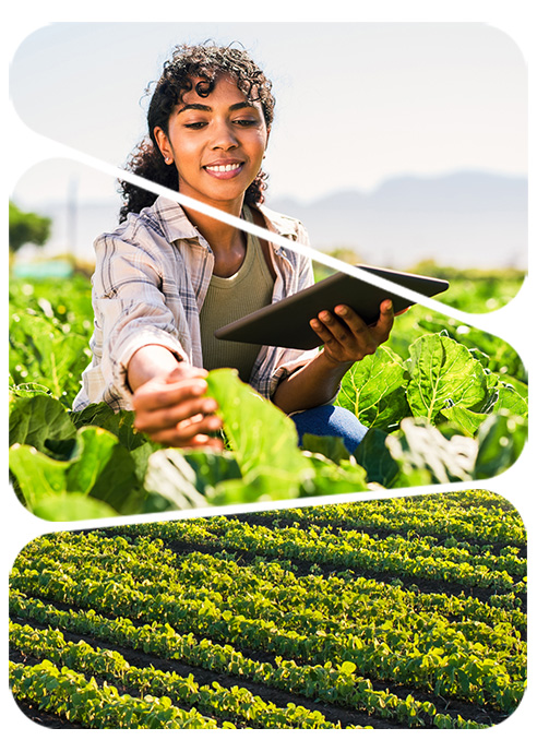 Discover the Future of Agriculture and Agri-food Innovations with Mitacs